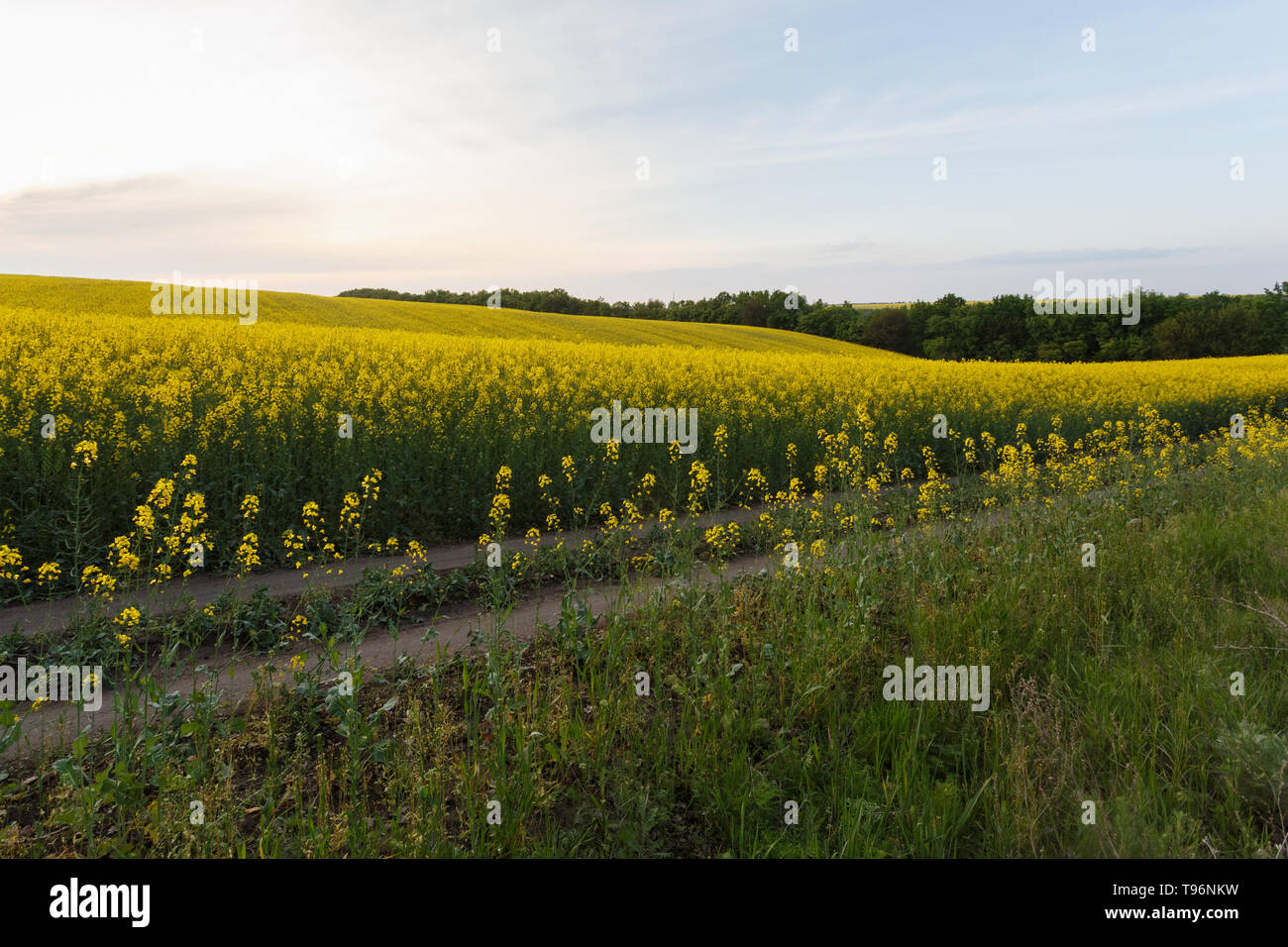 Rapeseed field road hi-res stock photography and images - Alamy