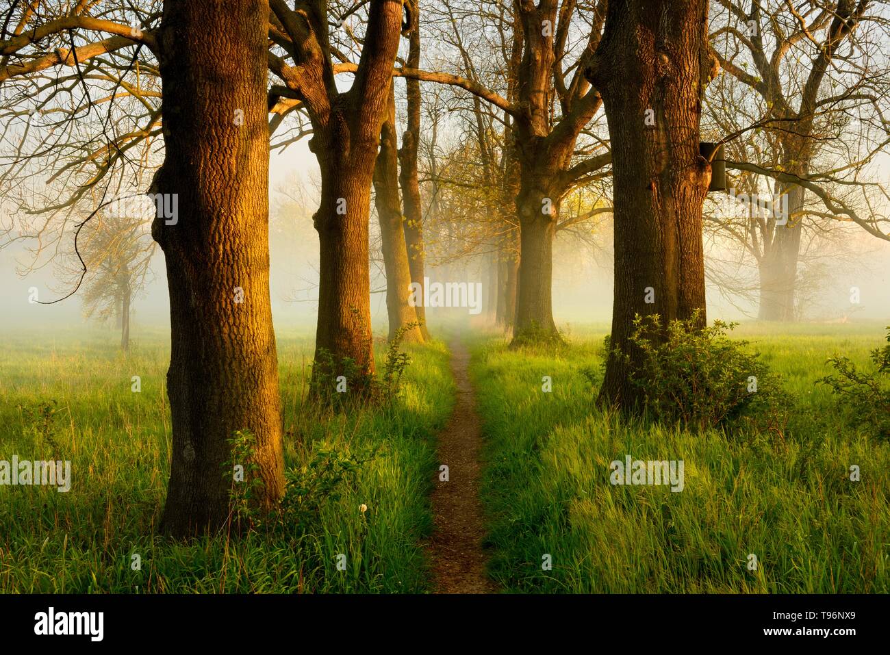 Narrow path through oak hi-res stock photography and images - Alamy