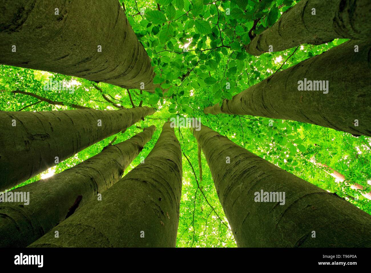 View from below treetops in hi-res stock photography and images - Alamy