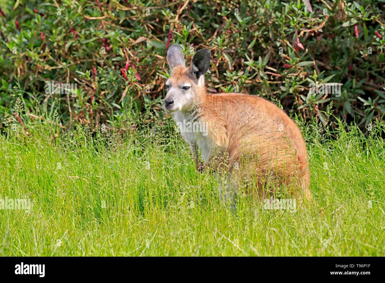 Common wallaroo (Macropus robustus), adult, sits in tall grass, Phillip ...