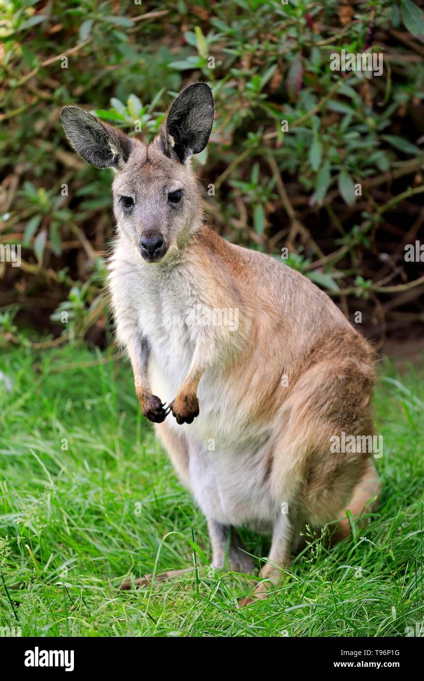 Common wallaroo (Macropus robustus), adult, sitting in the grass ...