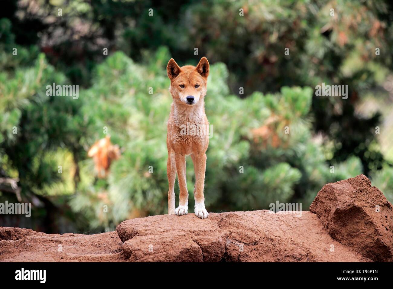 Dingo (Canis familiaris dingo), adult, stands alert on rocks, Phillip ...