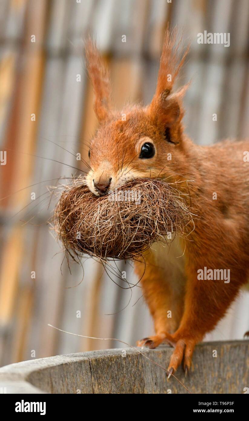 Sciurus vulgaris nest hi-res stock photography and images - Alamy
