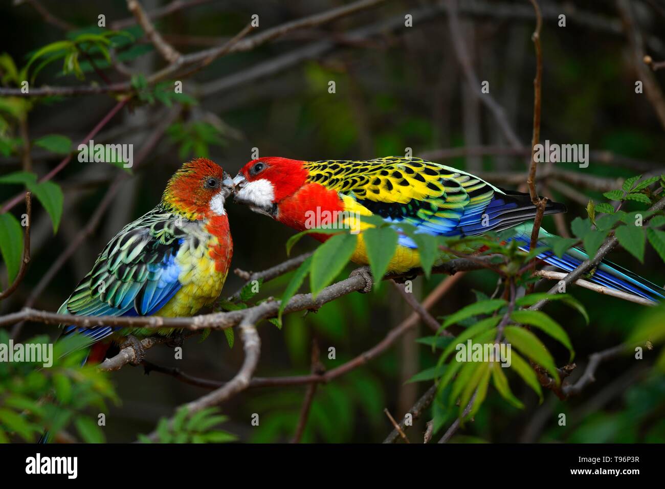 Eastern Rosella