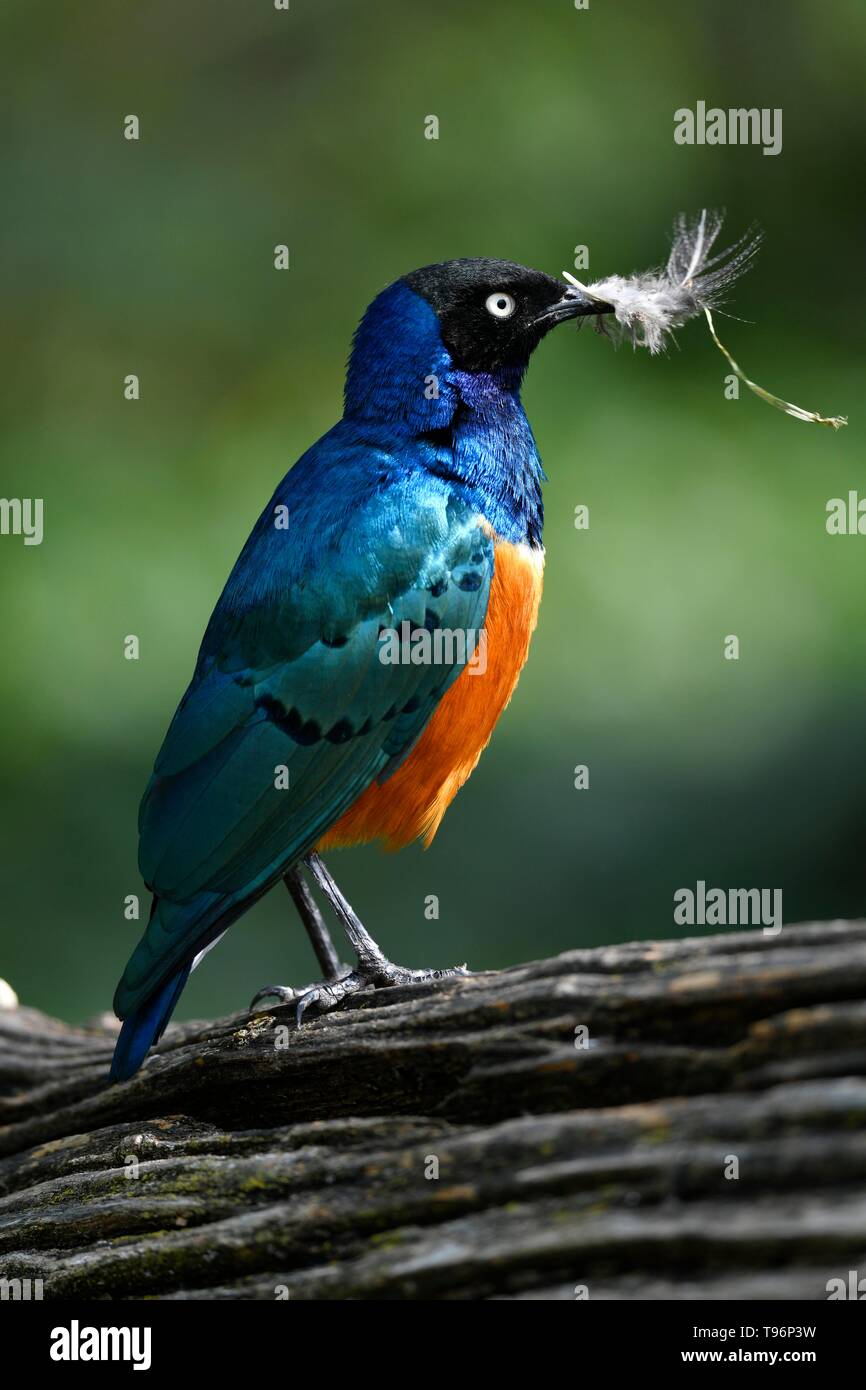 Superb starling (Lamprotornis superbus), with nesting material in the ...