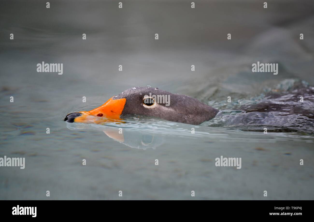 Fuegian steamer duck (Tachyeres pteneres), swimming in water ...