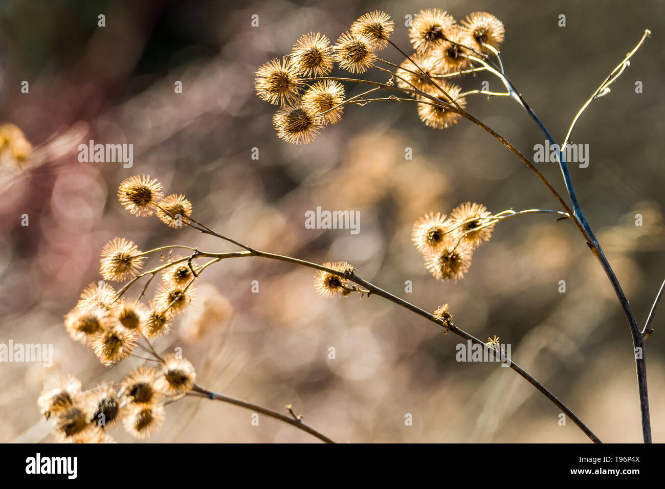 Bur plant featuring round burs on branches Stock Photo - Alamy