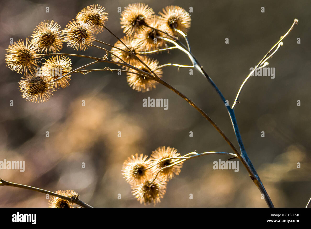 Round bur plant hi-res stock photography and images - Alamy