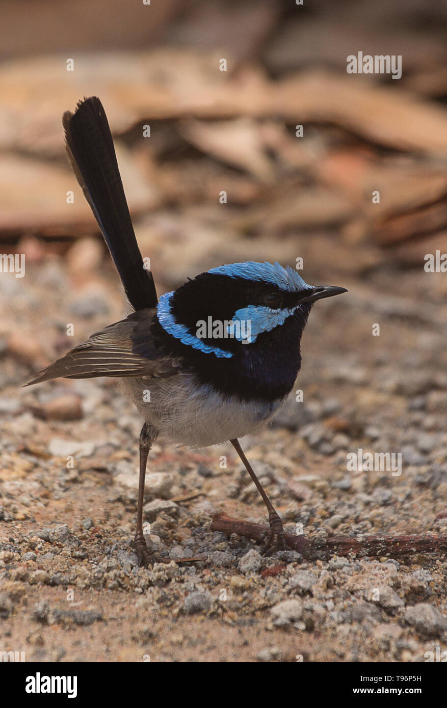 Australian fairy wren hi-res stock photography and images - Alamy