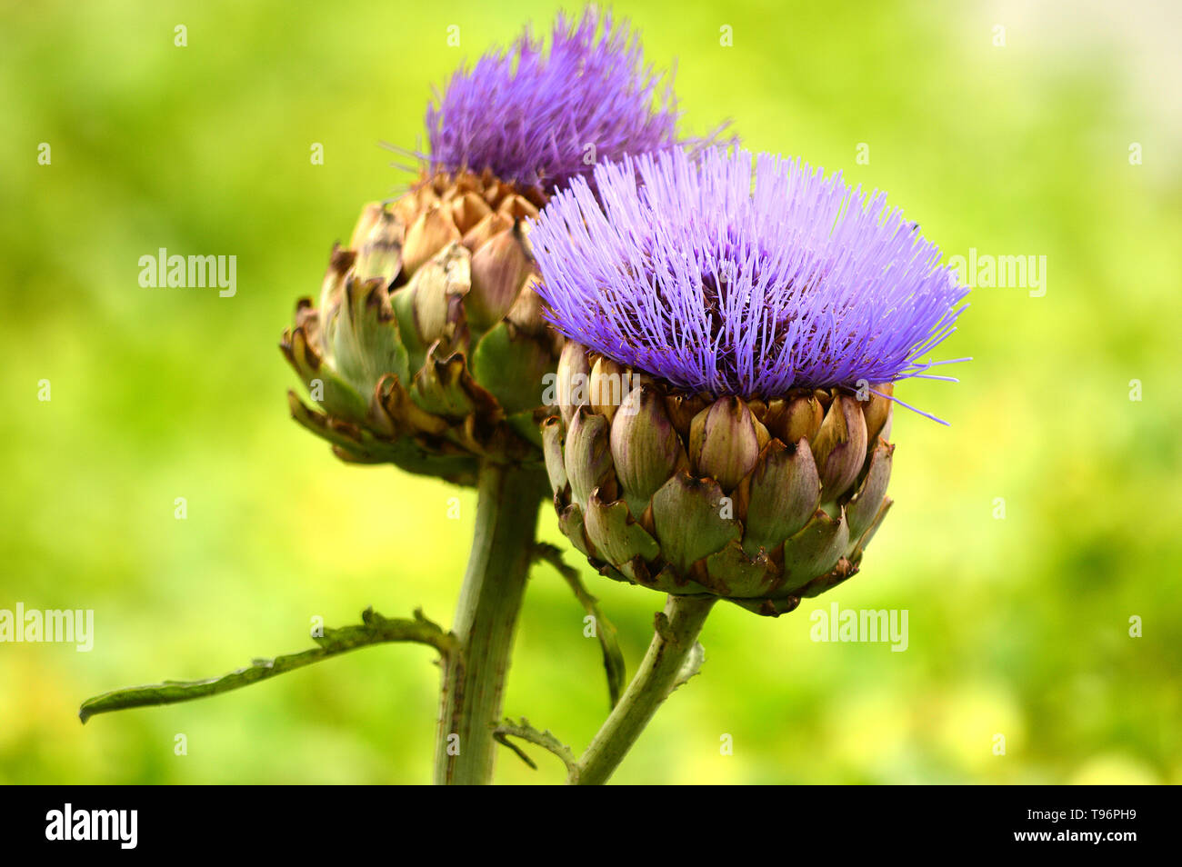 Artichoke Thistle Head Stock Photo - Alamy