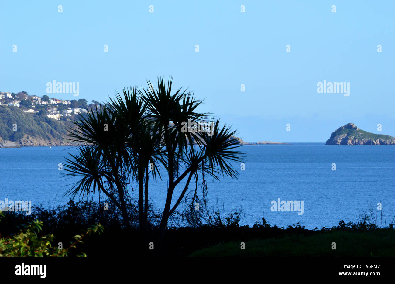 Torbay Palms in silhouette against a blue sea and sky Stock Photo - Alamy