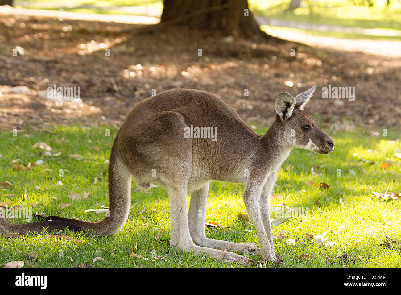 Beautiful kangaroo outdoors Perth, Australia Stock Photo - Alamy