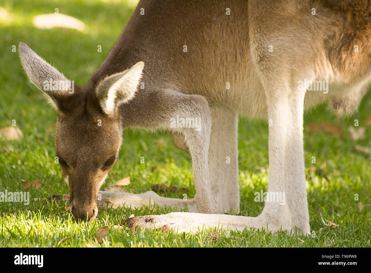Alert kagaroo hi-res stock photography and images - Alamy