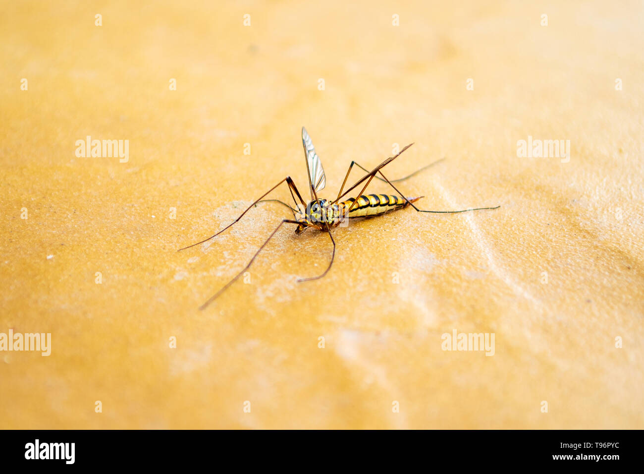 Yellow crane fly insect, female Nephrotoma flavipalpis - close up ...