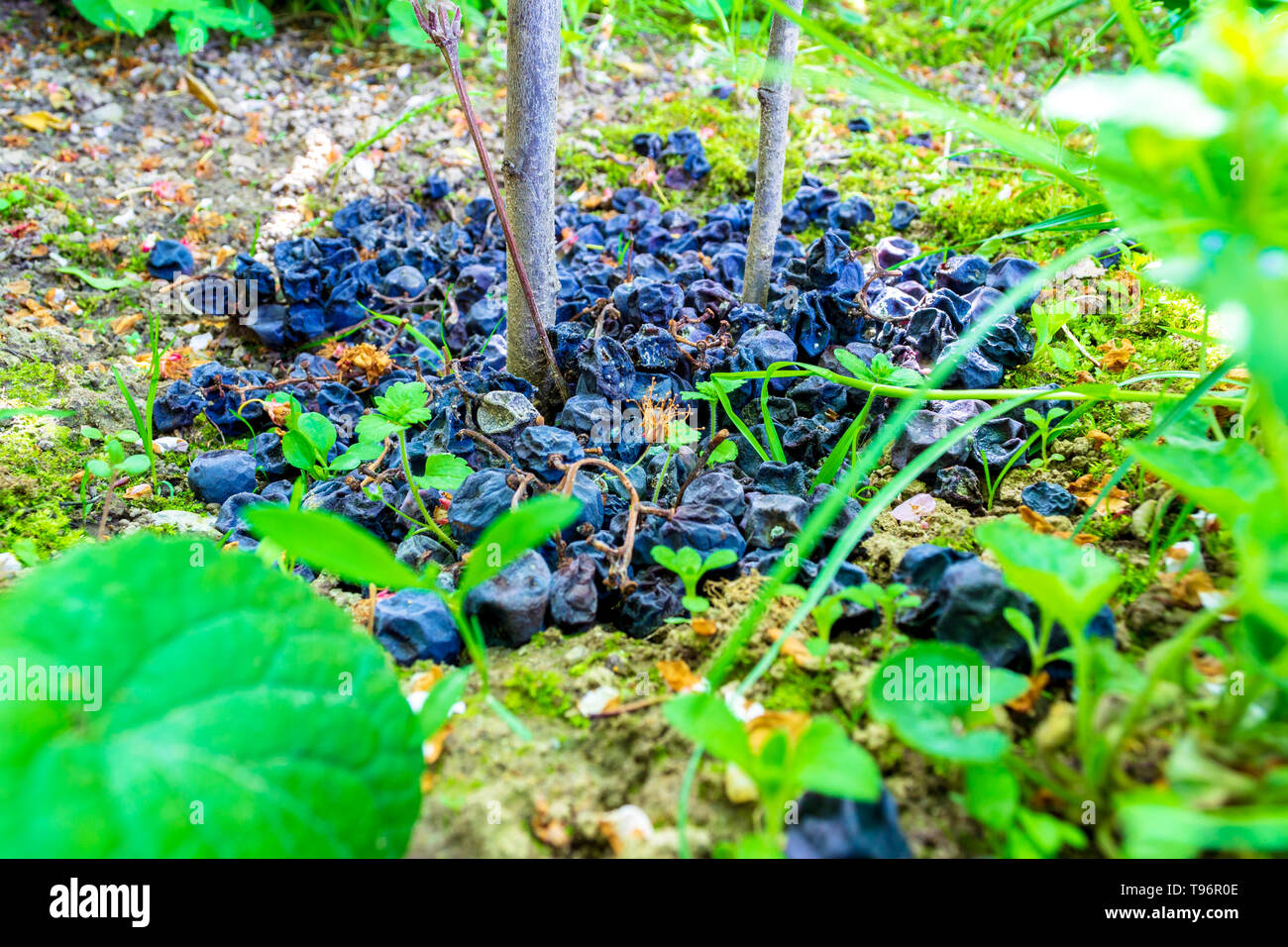 Rotten and shriveled grapes drying at the root of a tree, as fertilizer ...
