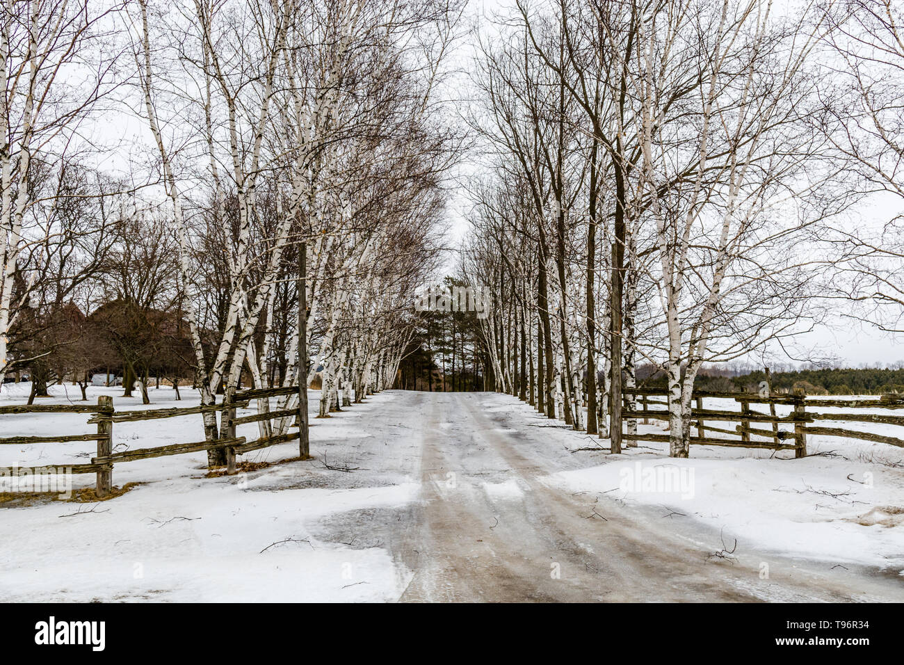 White Timber trees with icy road Stock Photo - Alamy