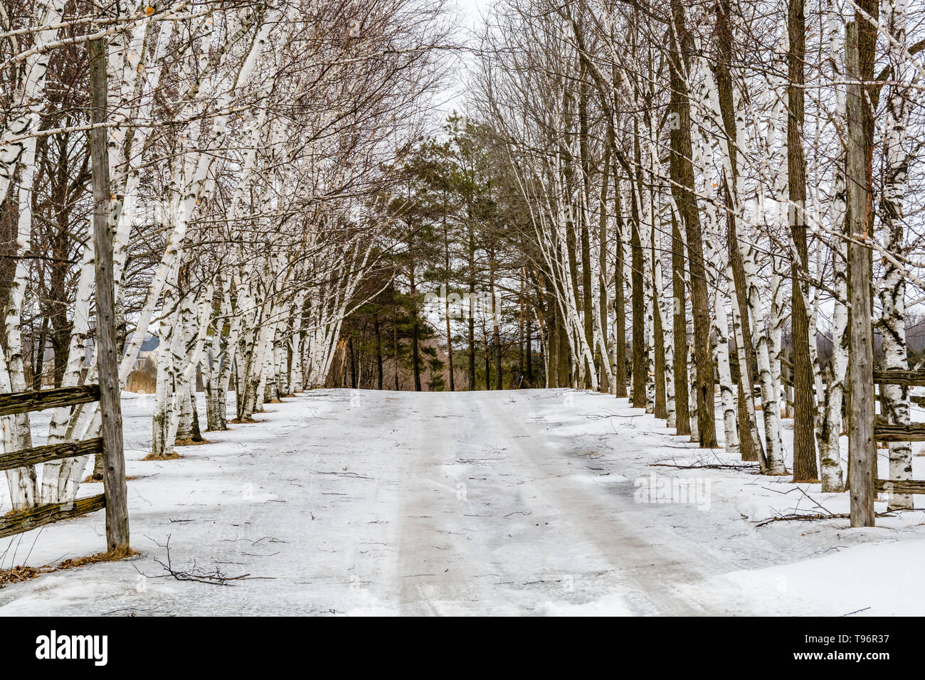 White Timber trees with icy road Stock Photo - Alamy