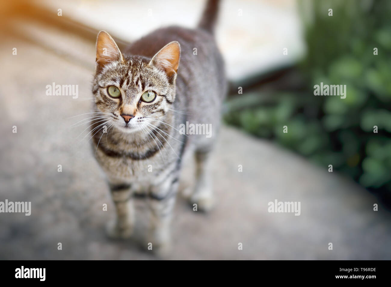Domestic cat focus on head Stock Photo - Alamy