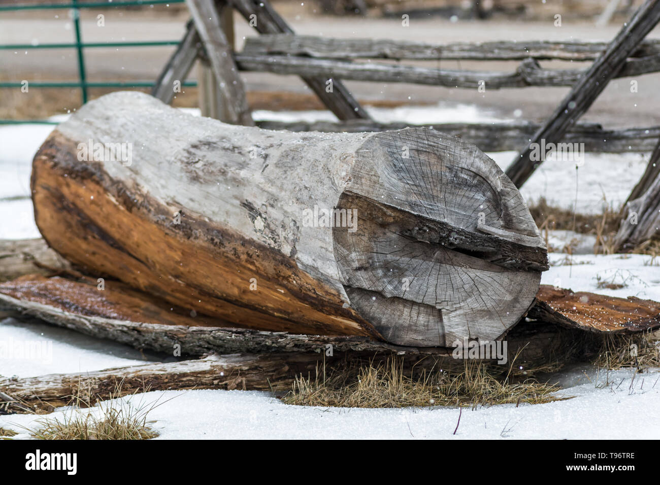 Timber on frozen ground Stock Photo - Alamy