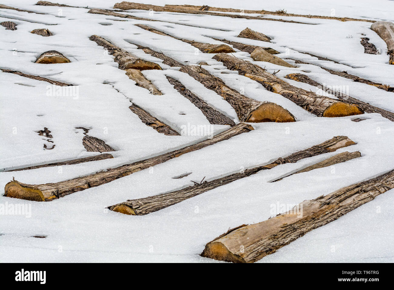 Timber on frozen ground Stock Photo - Alamy