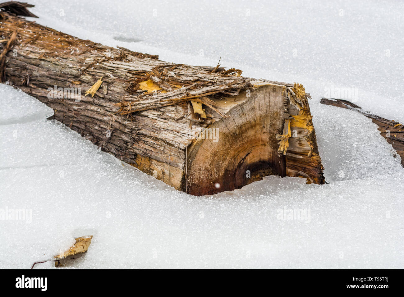 Timber on frozen ground Stock Photo - Alamy
