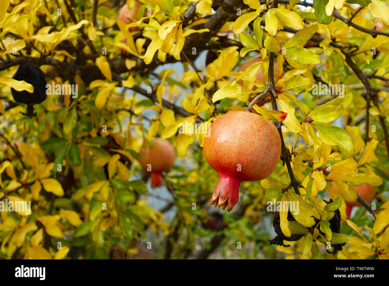 Pomegranite tree hi-res stock photography and images - Alamy