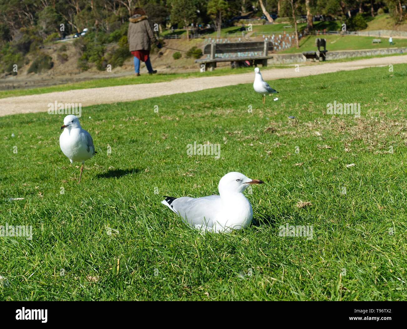 Australian seagull hi-res stock photography and images - Alamy