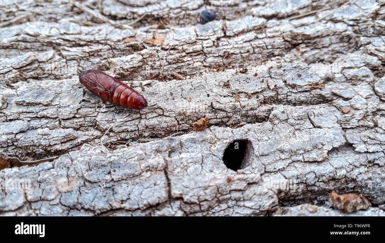 Butterfly moth pupae chrysalis hi-res stock photography and images - Alamy
