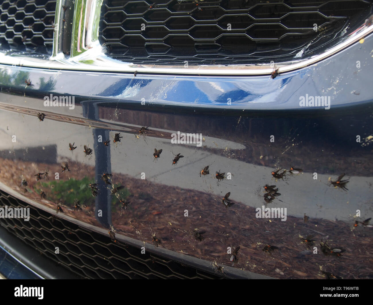 Smashed Bumper High Resolution Stock Photography and Images - Alamy