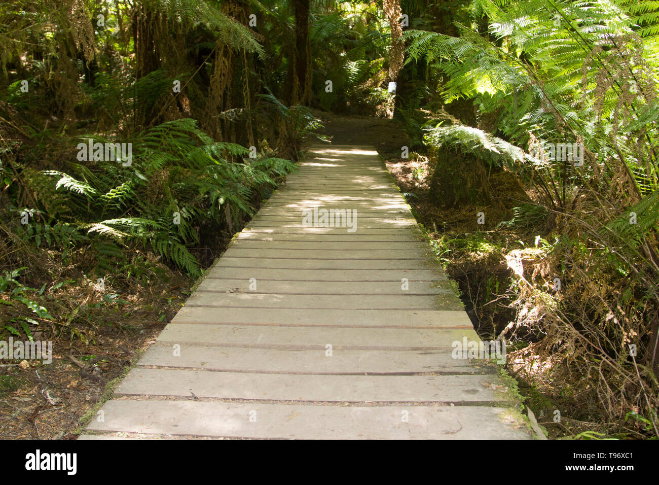 beautiful wooden path in the forest Stock Photo - Alamy