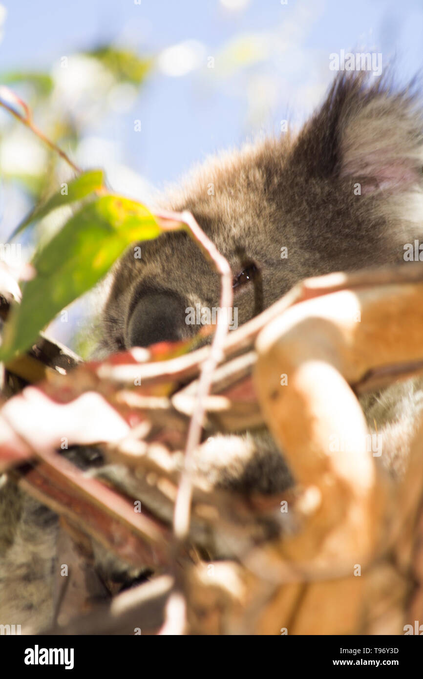 Koala eating eucalyptus in tree. Melbourne,Victoria, Australia Stock ...