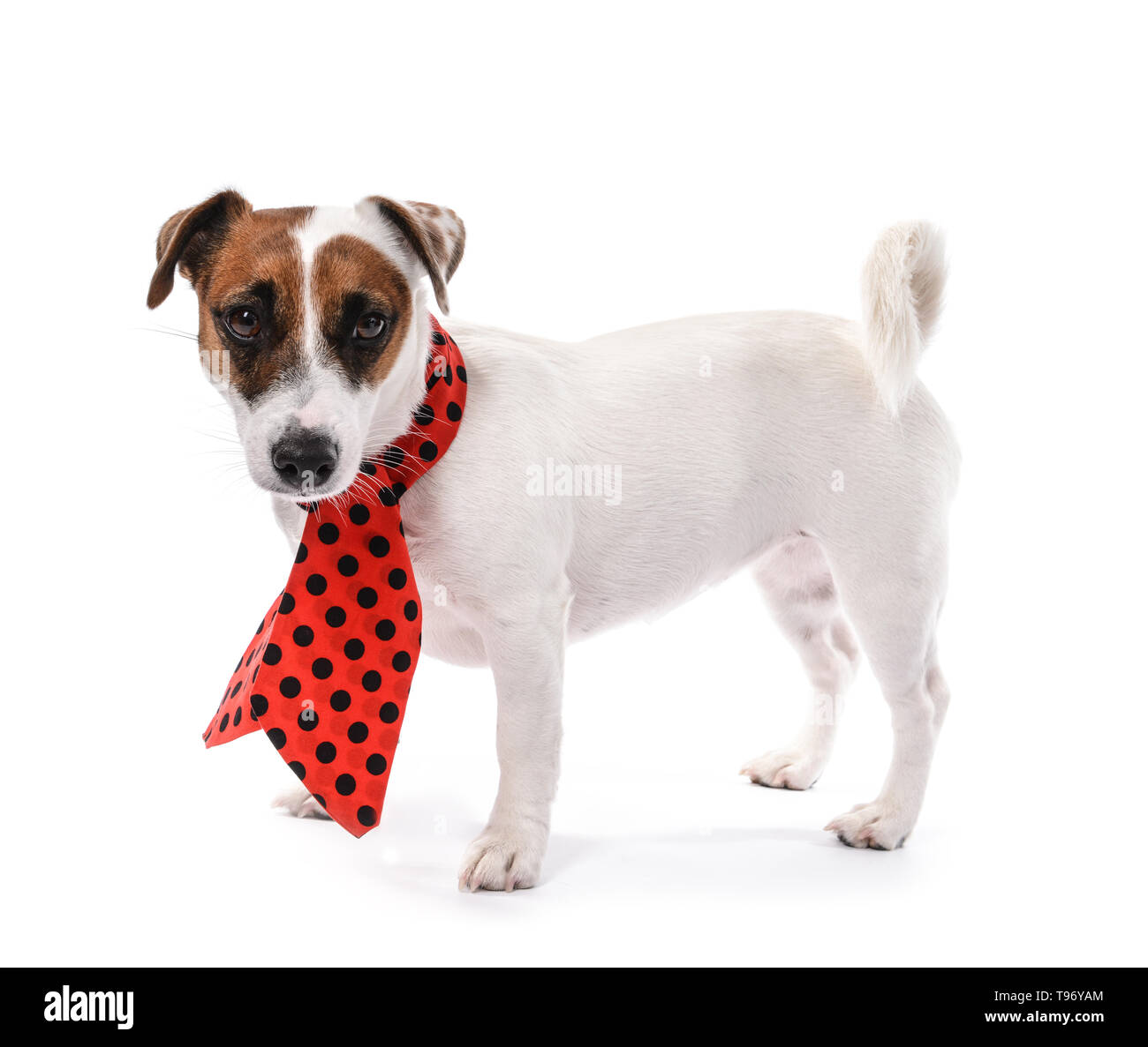Cute funny dog with scarf on white background Stock Photo - Alamy