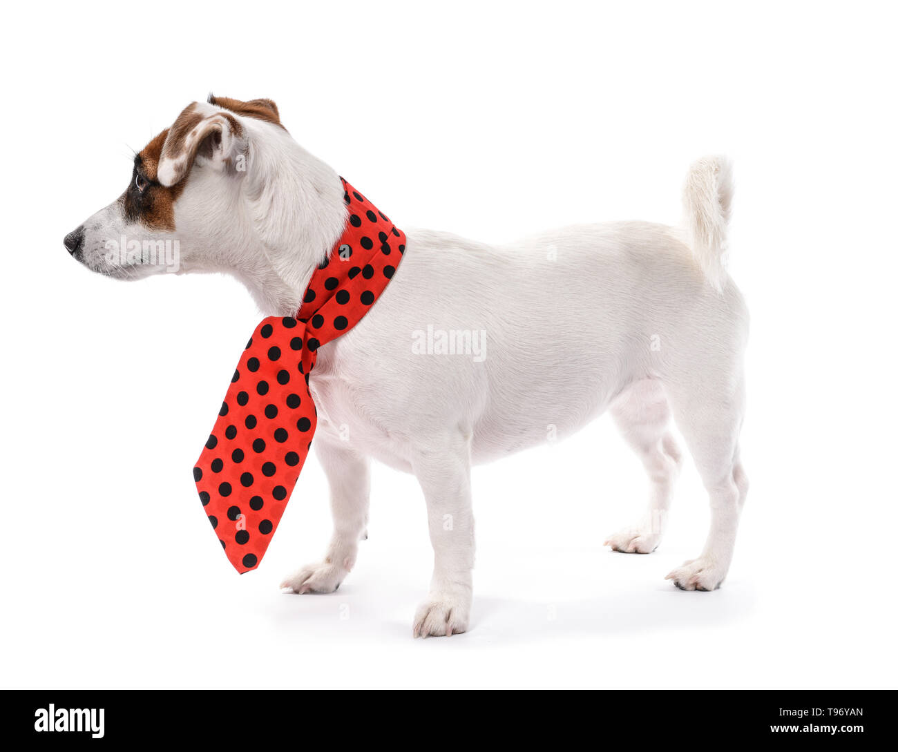 Cute funny dog with scarf on white background Stock Photo - Alamy