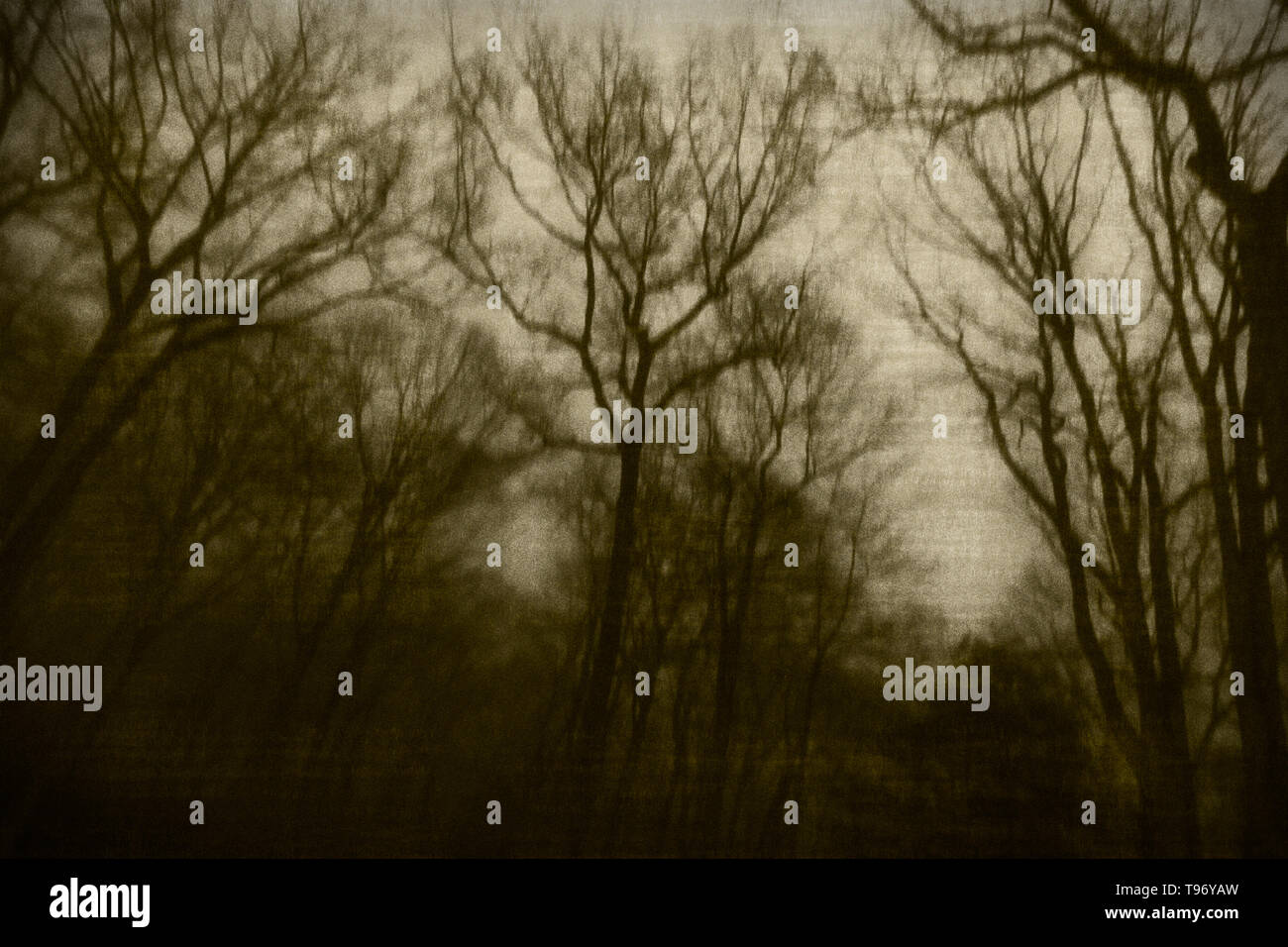 Spooky Woods Forest High Resolution Stock Photography and Images - Alamy