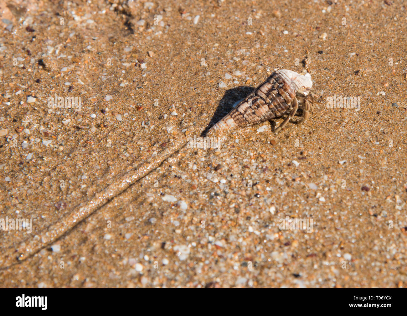Timor Cone High Resolution Stock Photography and Images - Alamy