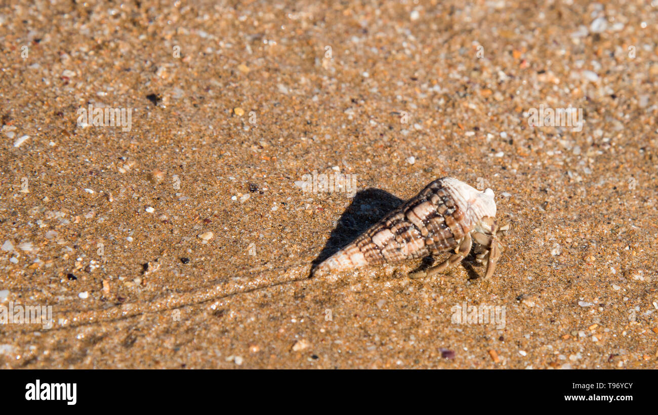 Crab cone hi-res stock photography and images - Alamy