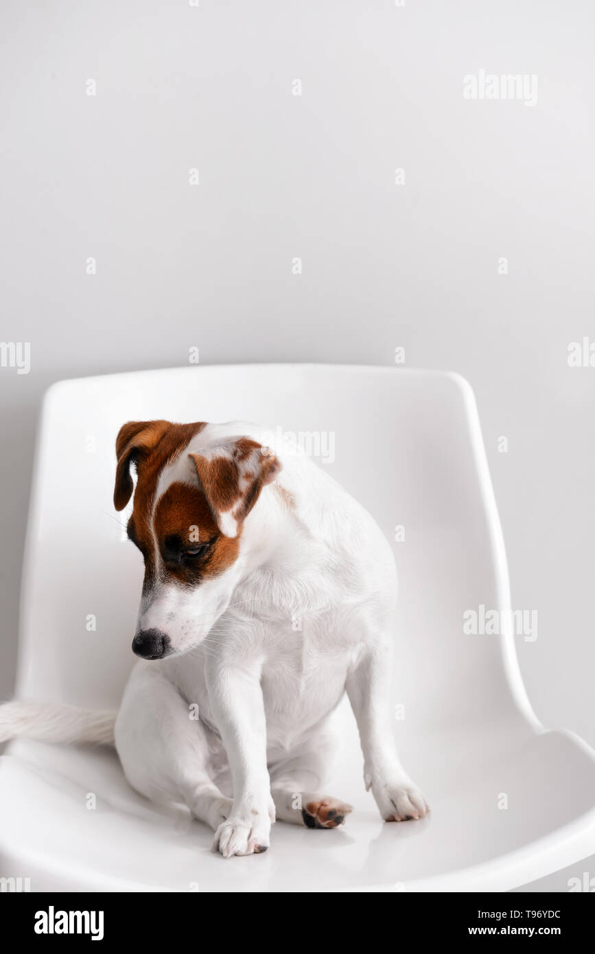 Cute funny dog sitting on chair against white wall Stock Photo - Alamy