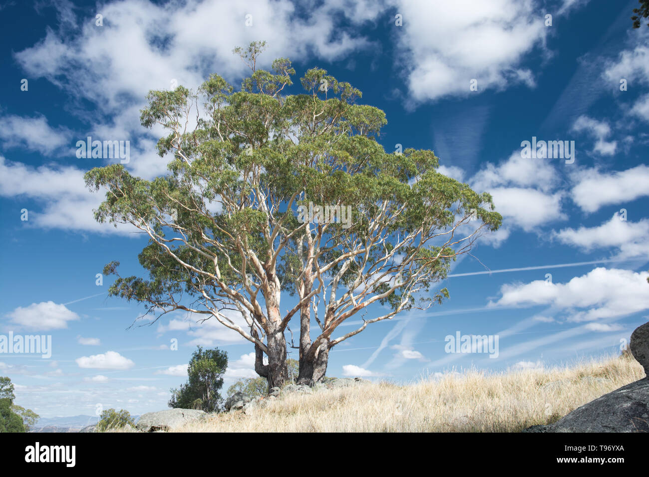 Australian gum tree hi-res stock photography and images - Alamy