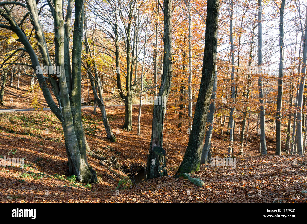 autumn landscape on the mountains of Genoa in Liguria in Italy Stock ...