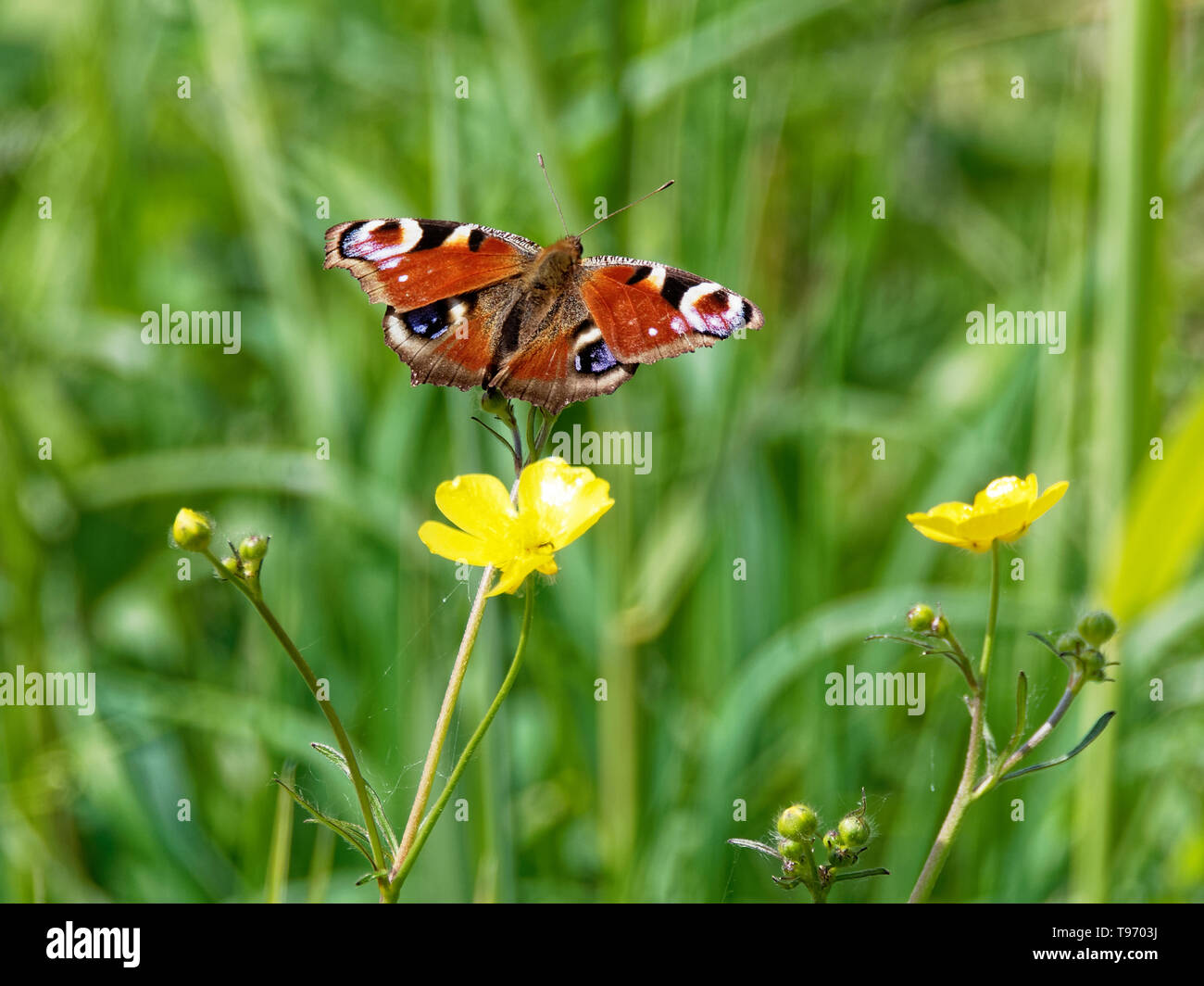 British butterflies uk hi-res stock photography and images - Alamy