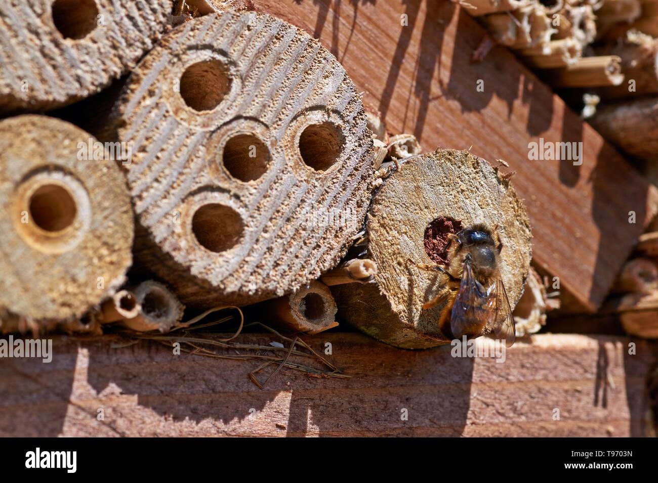 Red Mason bee inspecting a potential nesting site Stock Photo - Alamy