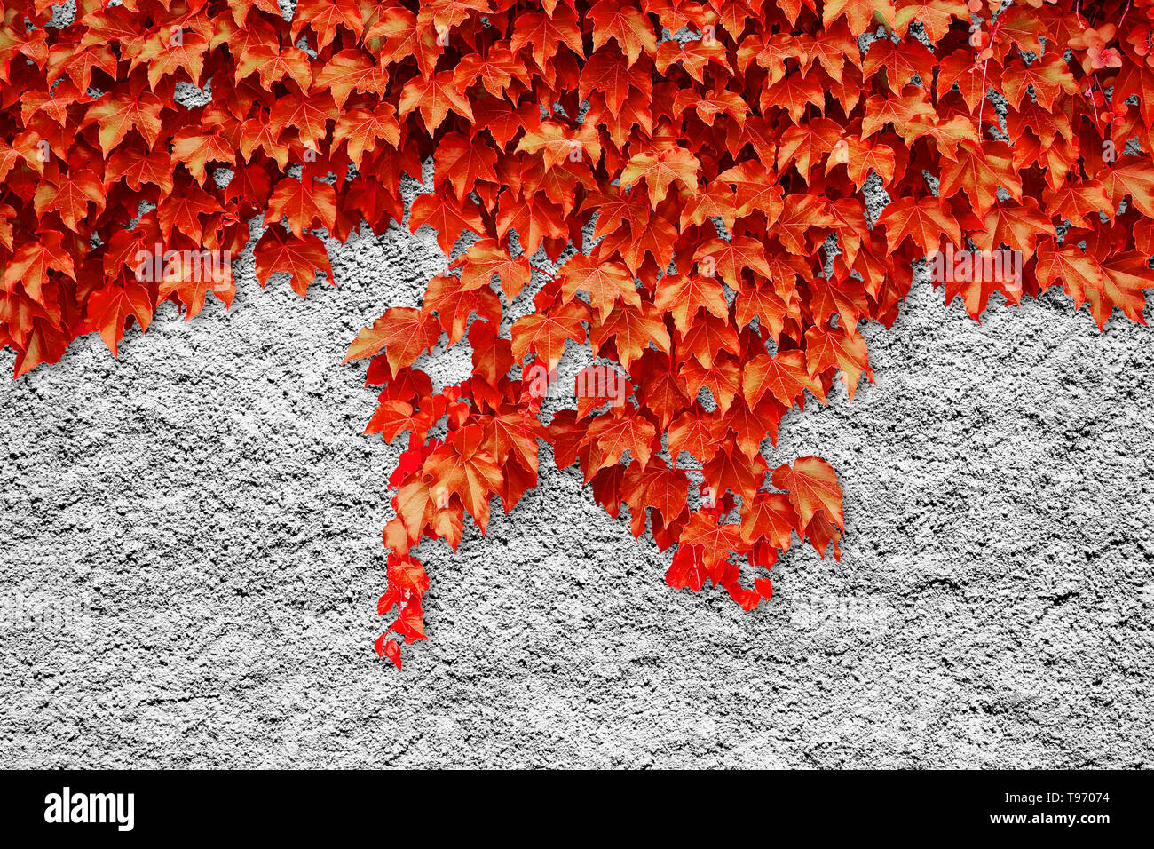 Roughcast with red climbing ivy Stock Photo - Alamy