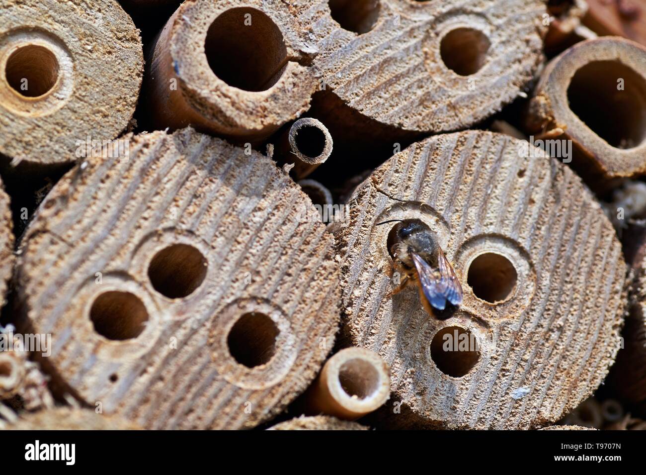 Red Mason bee inspecting a potential nesting site Stock Photo - Alamy