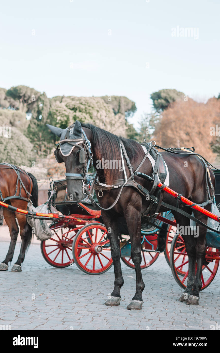 Traditional horse coach fiaker in hi-res stock photography and images ...