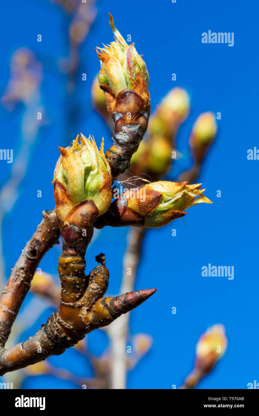 Reineta apple hi-res stock photography and images - Alamy