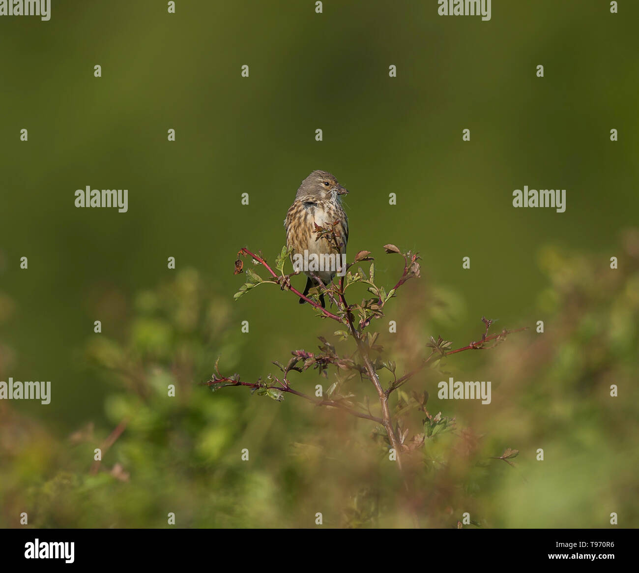 Female reed bunting on perch hi-res stock photography and images - Alamy