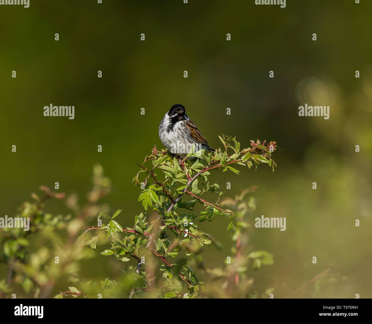 Amber status birds hi-res stock photography and images - Alamy