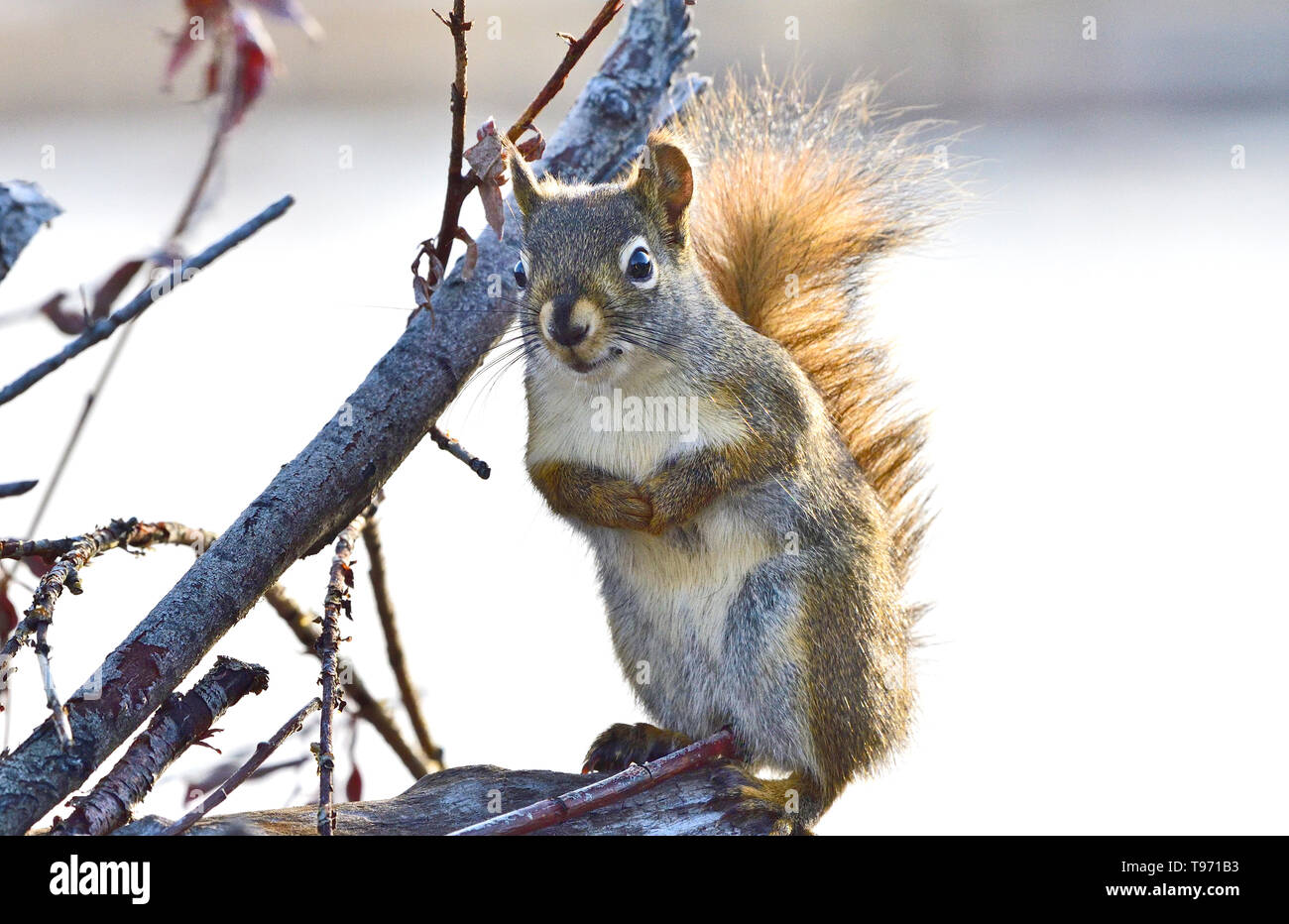 Funny red squirrels hi-res stock photography and images - Alamy