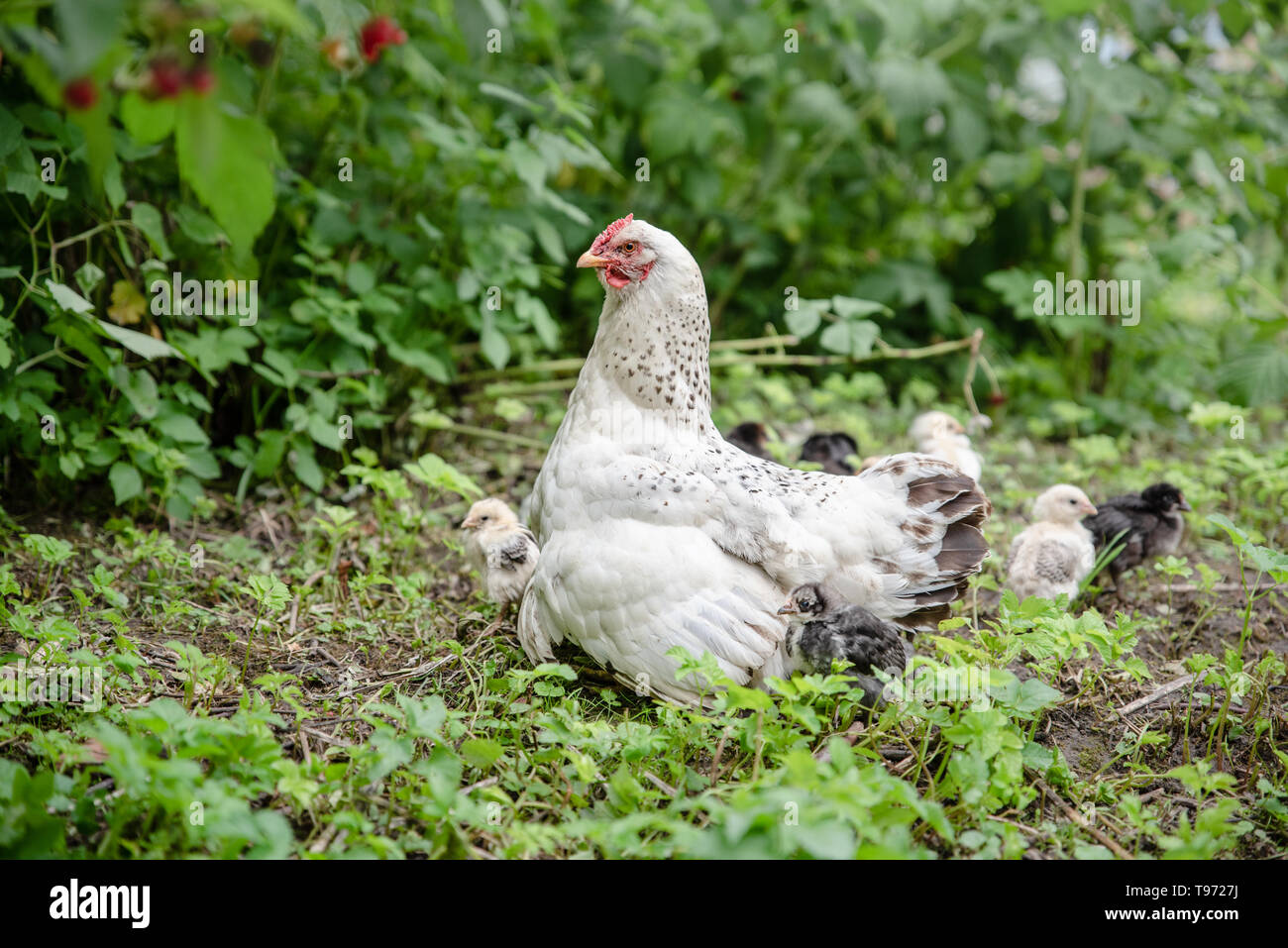 Hen brood hi-res stock photography and images - Alamy