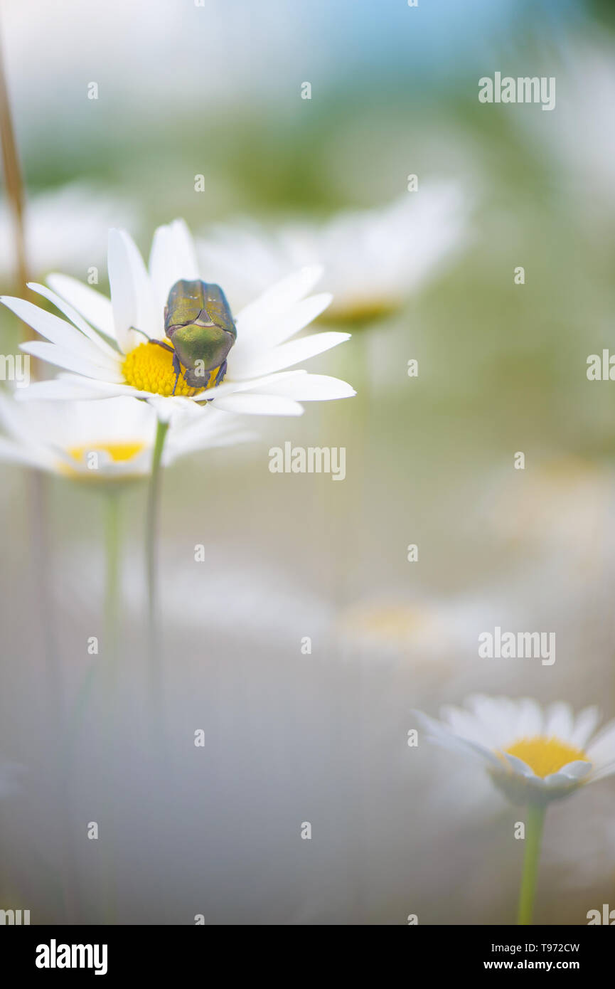 Beetle on oxeye daisy hi-res stock photography and images - Alamy